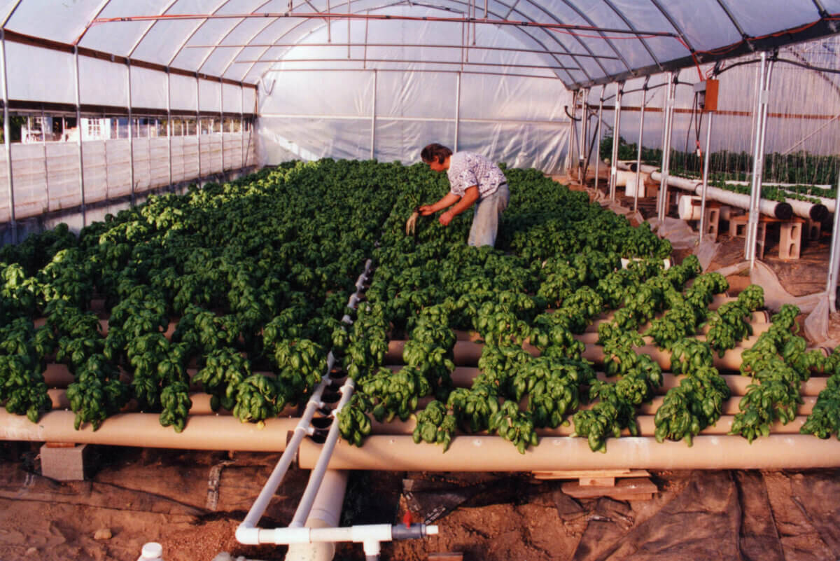 Commercial – General Hydroponics