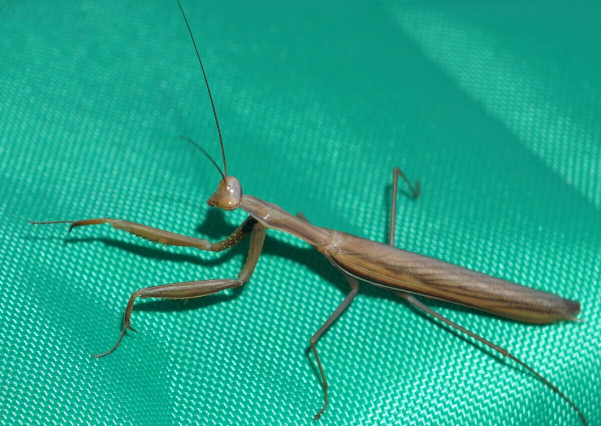 How to control damaging insects and mites by introducing helpful ...